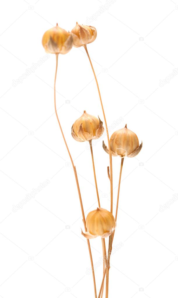 Dry flax plant capsules Stock Photo by ©Tamara_k 42273749