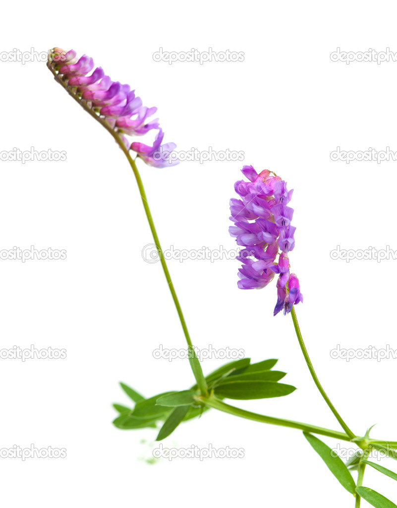Vetch isolated on white Stock Photo by ©Tamara_k 47655345