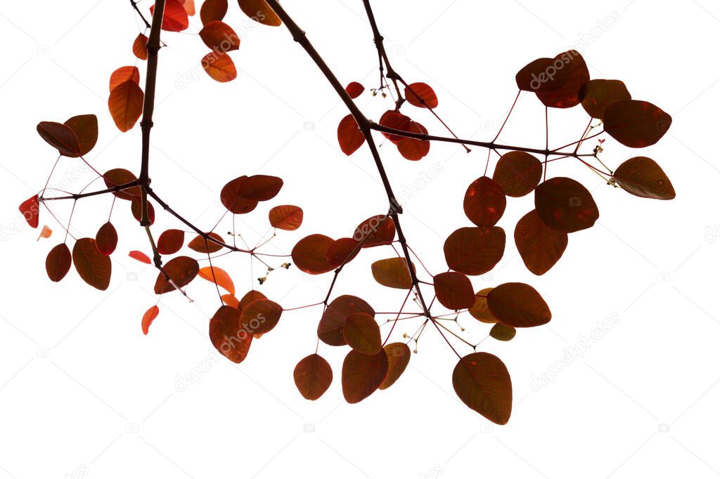 Euphorbia cotinifolia, ramas con hojas rojas aisladas sobre fondo ...