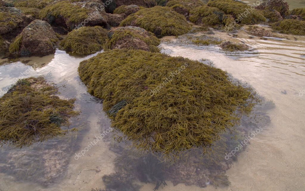 Parte costera de Cantabria en el norte de España, Costa Quebrada, es ...