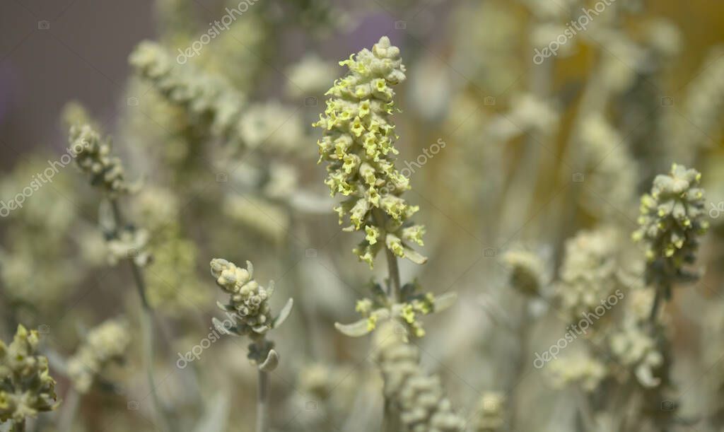 Flora de Gran Canaria Sideritis dasygnaphala, té blanco de montaña de ...