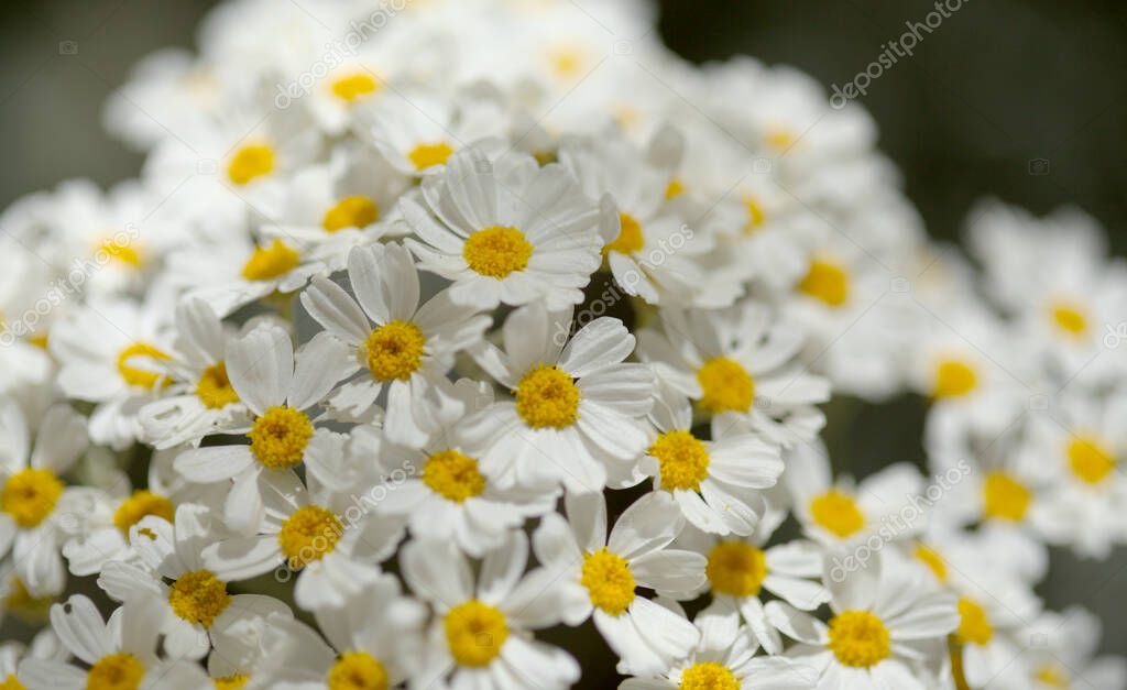 Flora de Gran Canaria - abundante floración de Gonospermum ptarmicaeflorum aka tansy plata ...