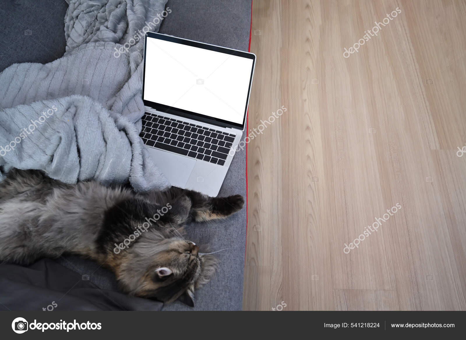 Sleeping Cat Computer