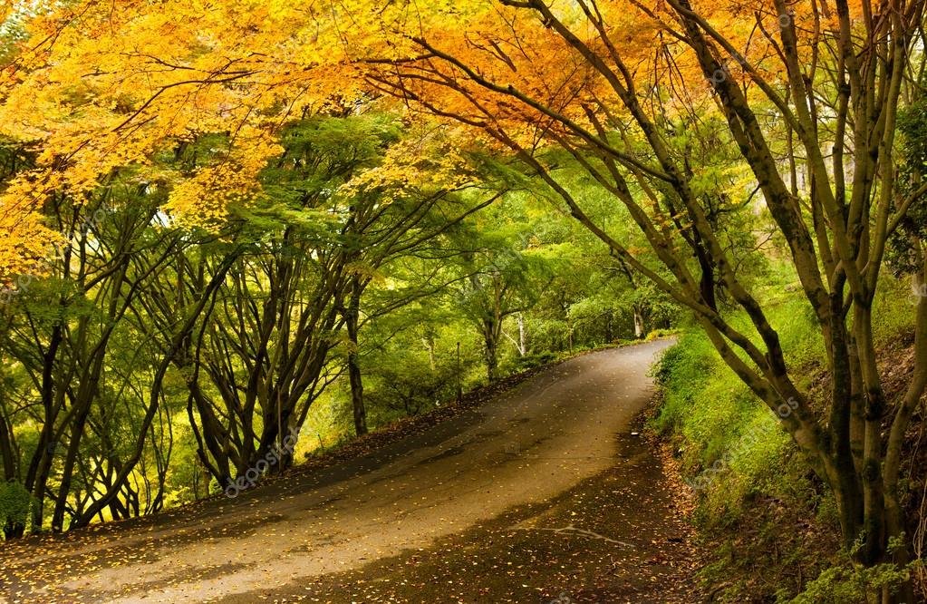 Country Lane — Stock Photo © kwest #34840941