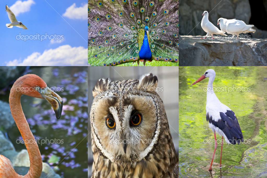 Various birds — Stock Photo © vician #12242553