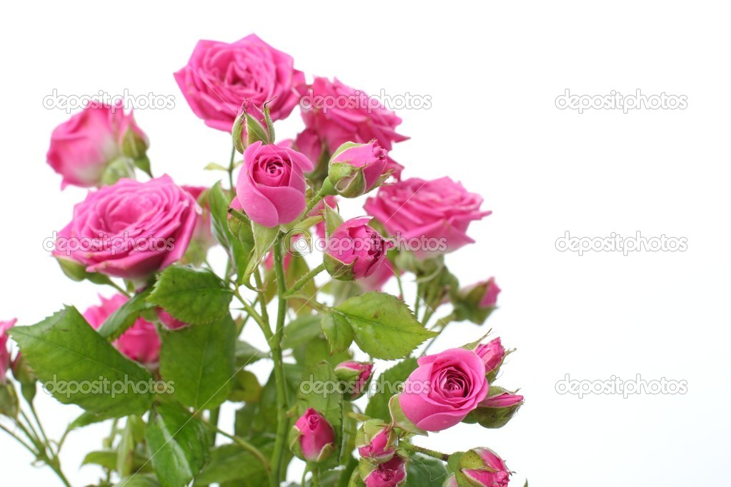 Ramo de rosas rosadas: fotografía de stock © Mari1Photo #21534483 ...