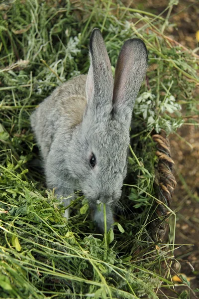 Lepus europaeus Stock Photos, Royalty Free Lepus europaeus Images ...