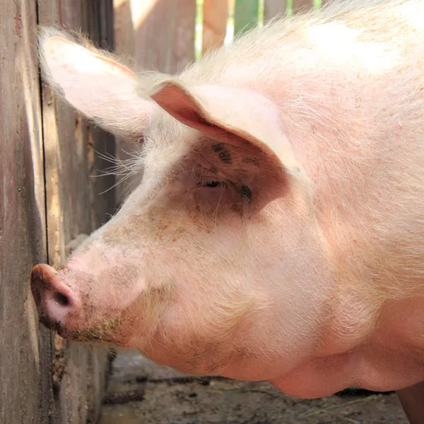 Pig profile picture | Pig profile — Stock Photo © Baloncici #12173794