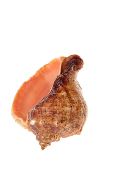 Diseased Heart Anatomy — Stock Photo © Giovanni_Cancemi #36459101