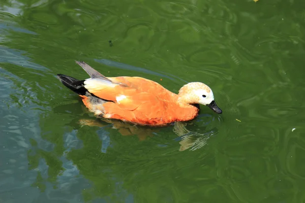 Pato florida Stock Photos, Royalty Free Pato florida Images | Depositphotos