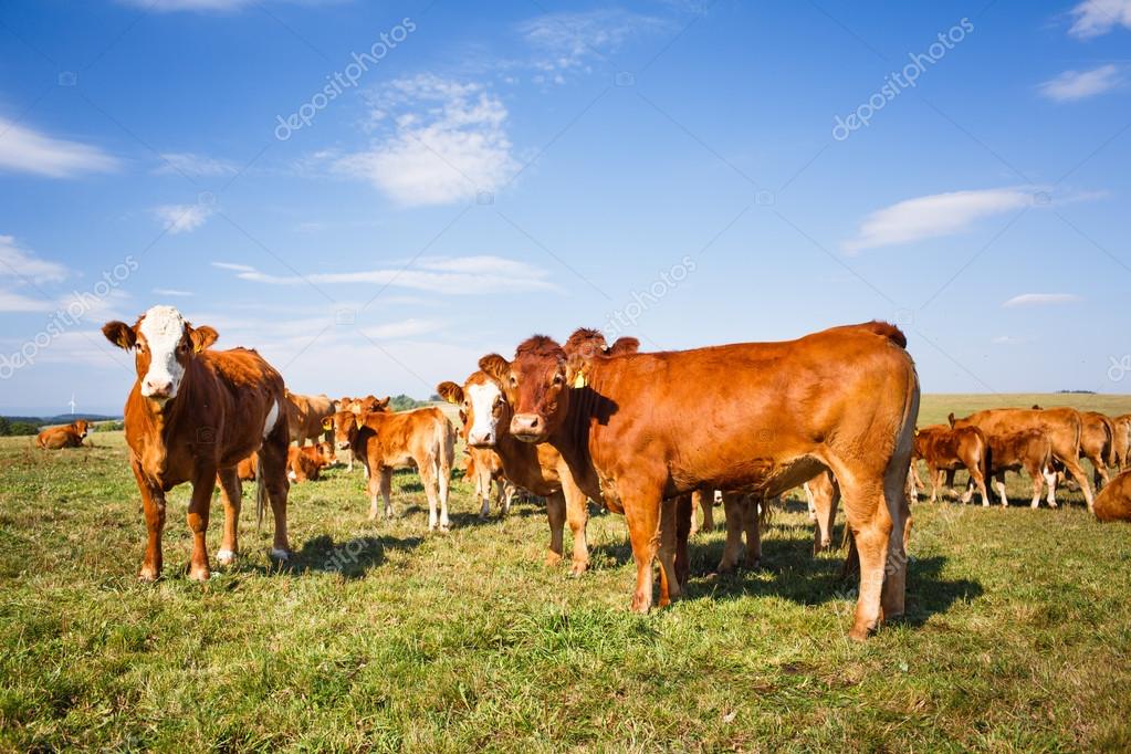 Vacas pastando en un precioso pasto verde — Foto de stock #19598425 ...