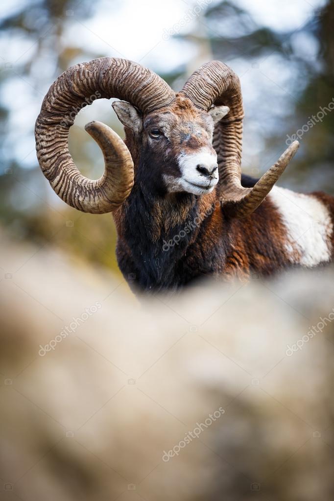The mouflon Stock Photo by ©lightpoet 46715443