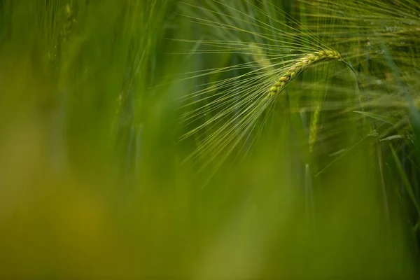 Planta de cebada verde única sobre fondo oscuro. El grano de cebada se ...