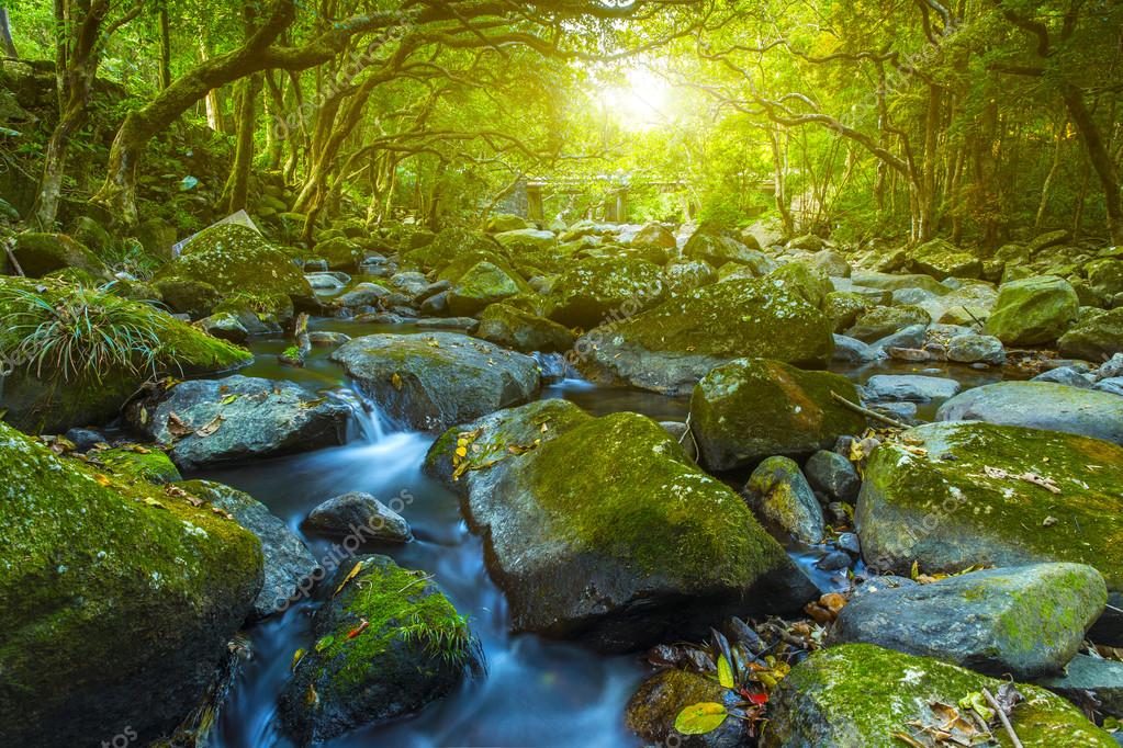 Water stream in forest river — Stock Photo © kawing921 #44284477