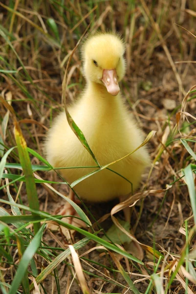 Pato bebe fotos de stock, imágenes de Pato bebe sin royalties ...