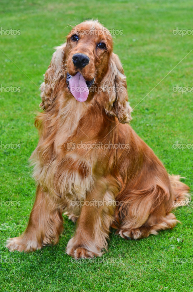 Cachorros De Cocker Spaniel De Color Marrón Claro Show O Working