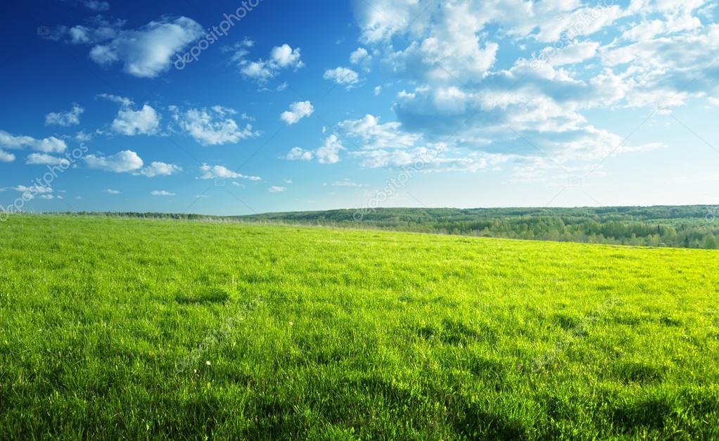 Field of spring grass and forest Stock Photo by ©Iakov 18391777