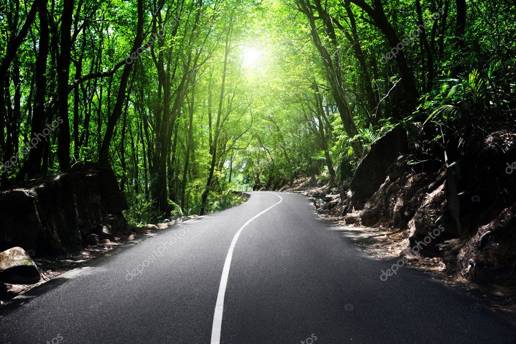 Road in jungle — Stock Photo © Iakov #20018957