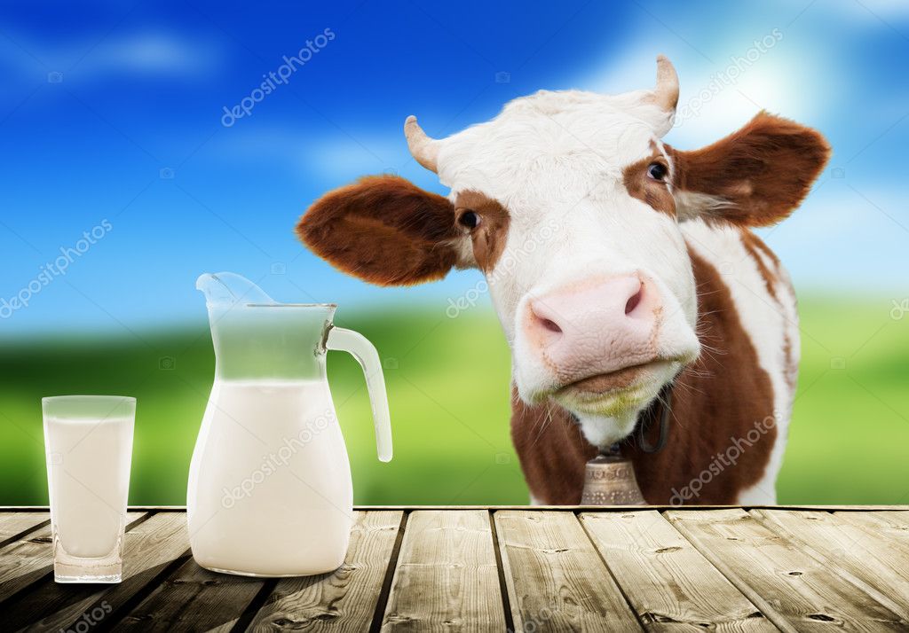 Cow and milk — Stock Photo © Iakov #39528663