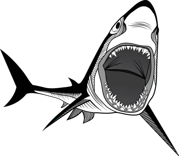 ᐈ Shark head drawing stock vectors, Royalty Free shark head ...