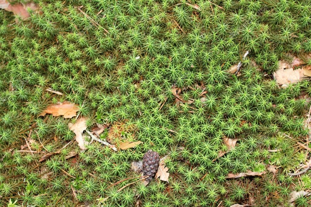 lesní mech pozadí — Stock Fotografie © DigitalMagus #16017959