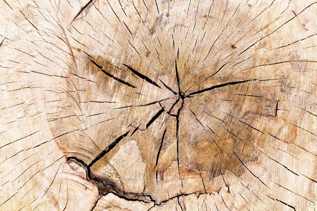 Texture of tree stump as background Stock Photo by ©gavran333 12825017