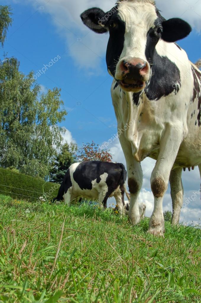 Cow from Frog Perspective Stock Photo by ©tepic 18447213