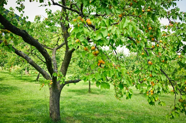 Apricot tree Stock Photos, Royalty Free Apricot tree Images | Depositphotos