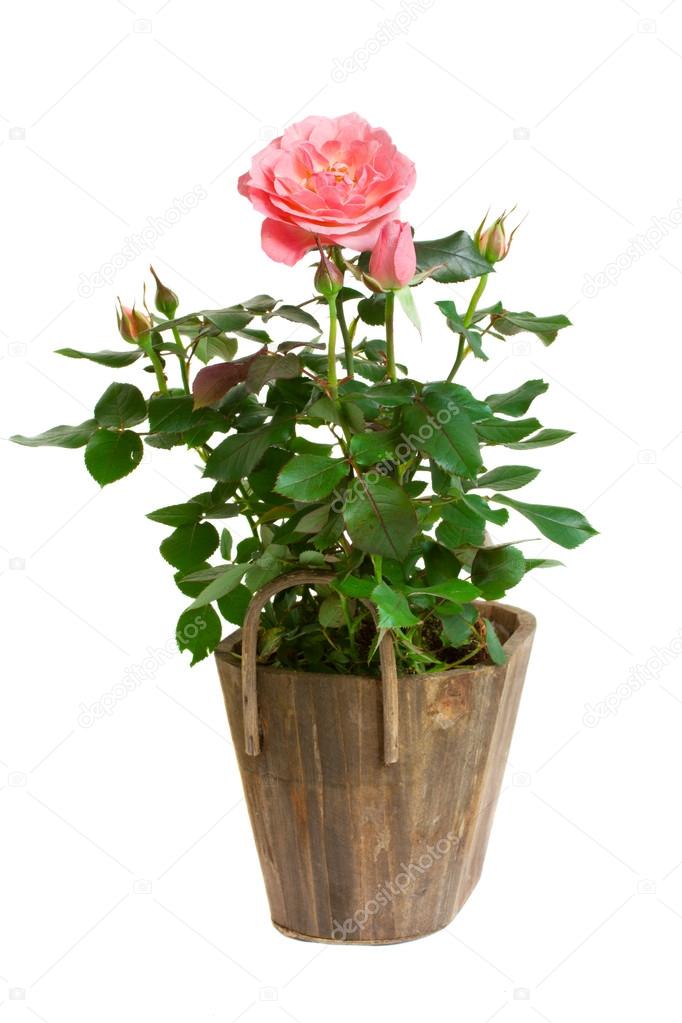 Rose in pot — Stock Photo © Neirfys #13720200
