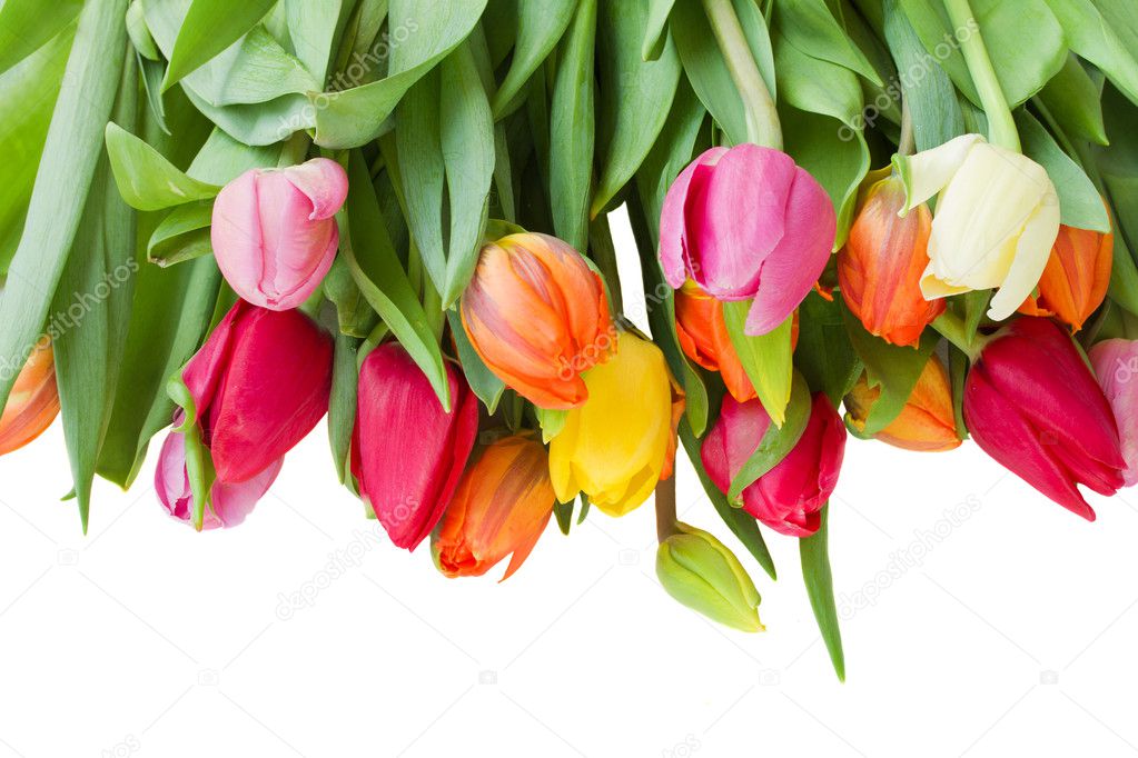 Spring tulips border Stock Photo by ©Neirfys 17358109