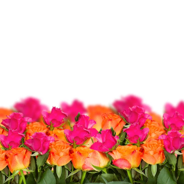 13,189 Pink roses border Stock Photos, Images | Download Pink roses ...