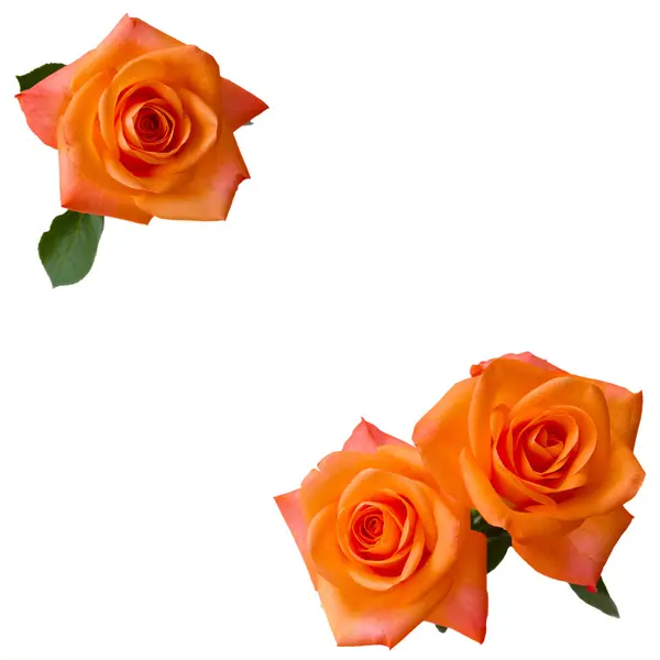 Orange roses Stock Photos, Royalty Free Orange roses Images | Depositphotos