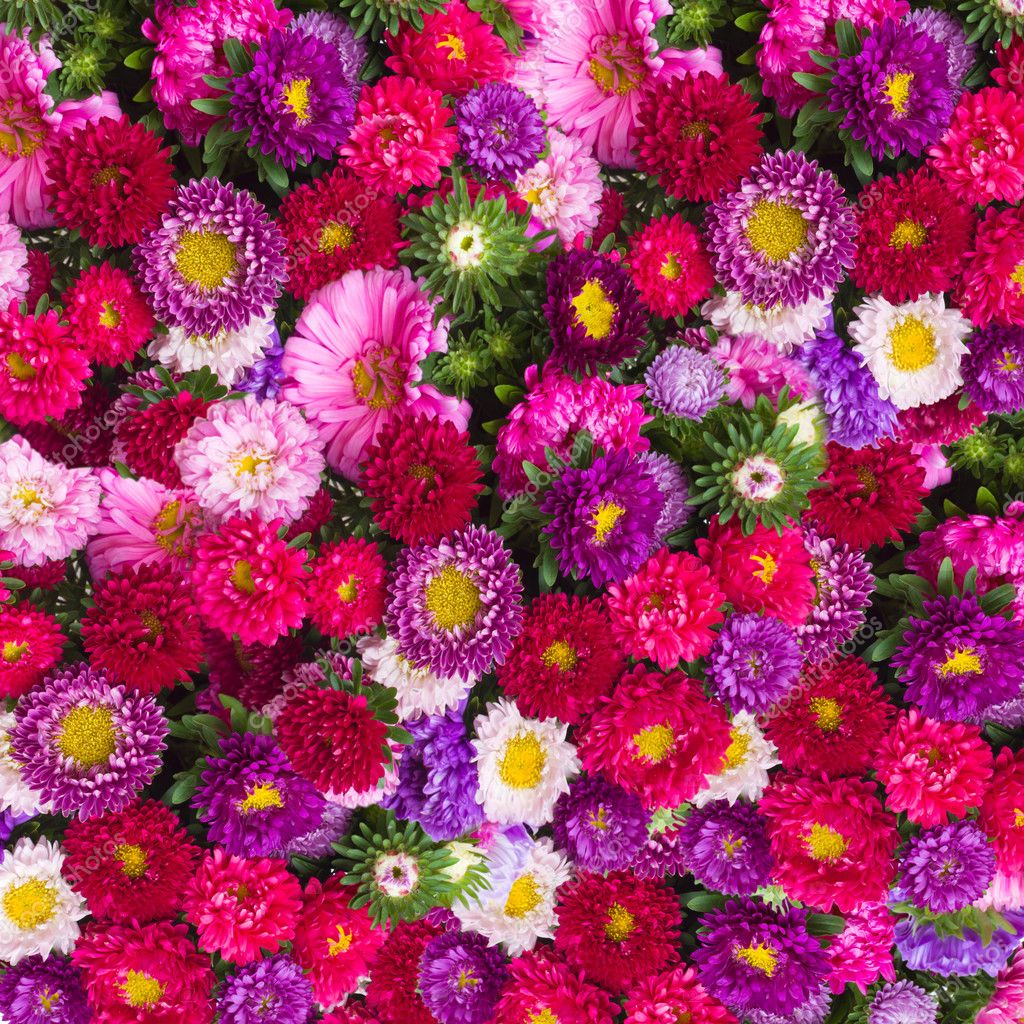 Pink Aster Wallpaper
