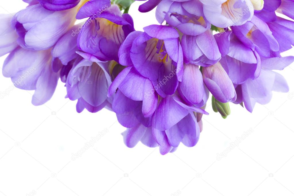 Blue freesias flowers border Stock Photo by ©Neirfys 43332451
