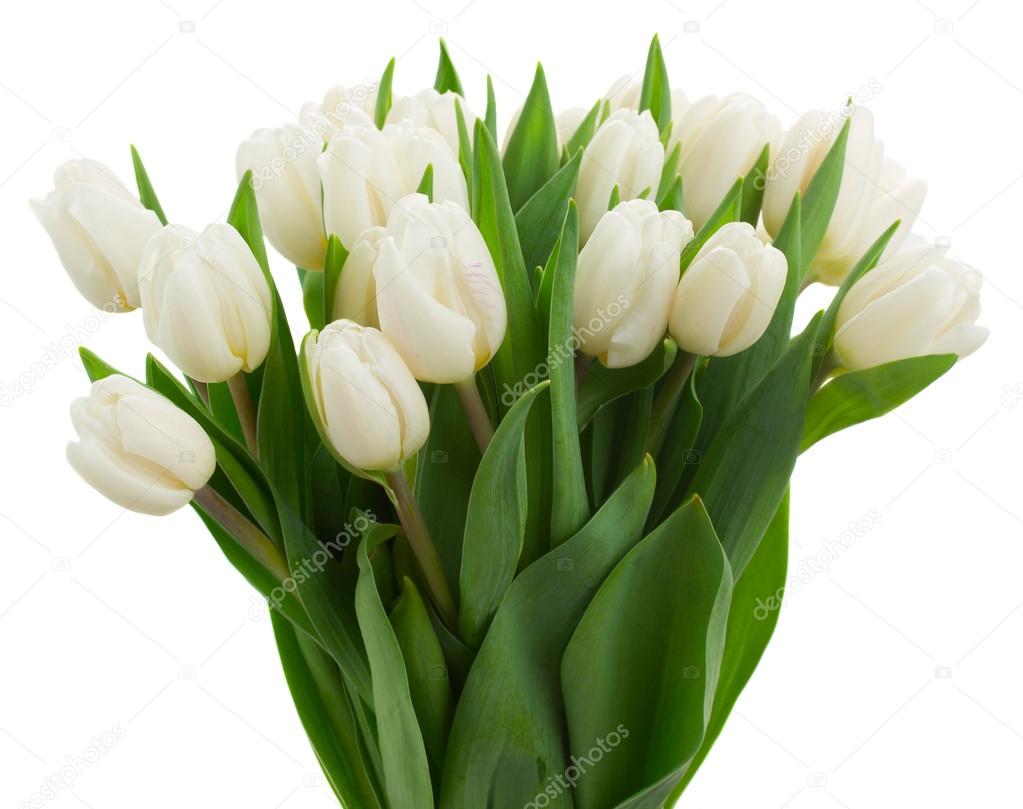 Bunch of white tulips — Stock Photo © Neirfys #44494781