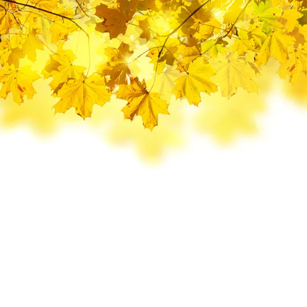 fall leaves - Stock Image - Everypixel