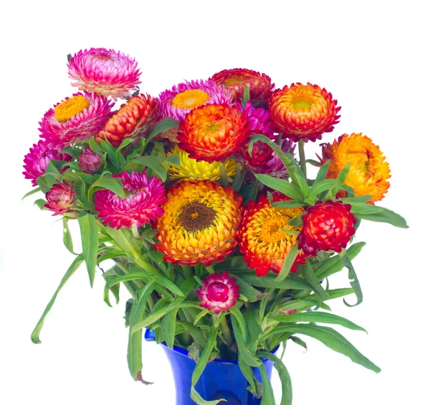 Everlasting flower Stock Photos, Royalty Free Everlasting flower Images ...