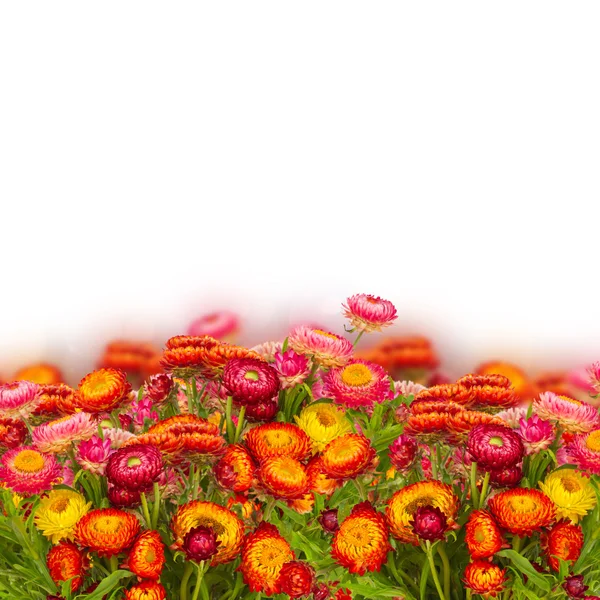 Everlasting flower Stock Photos, Royalty Free Everlasting flower Images ...