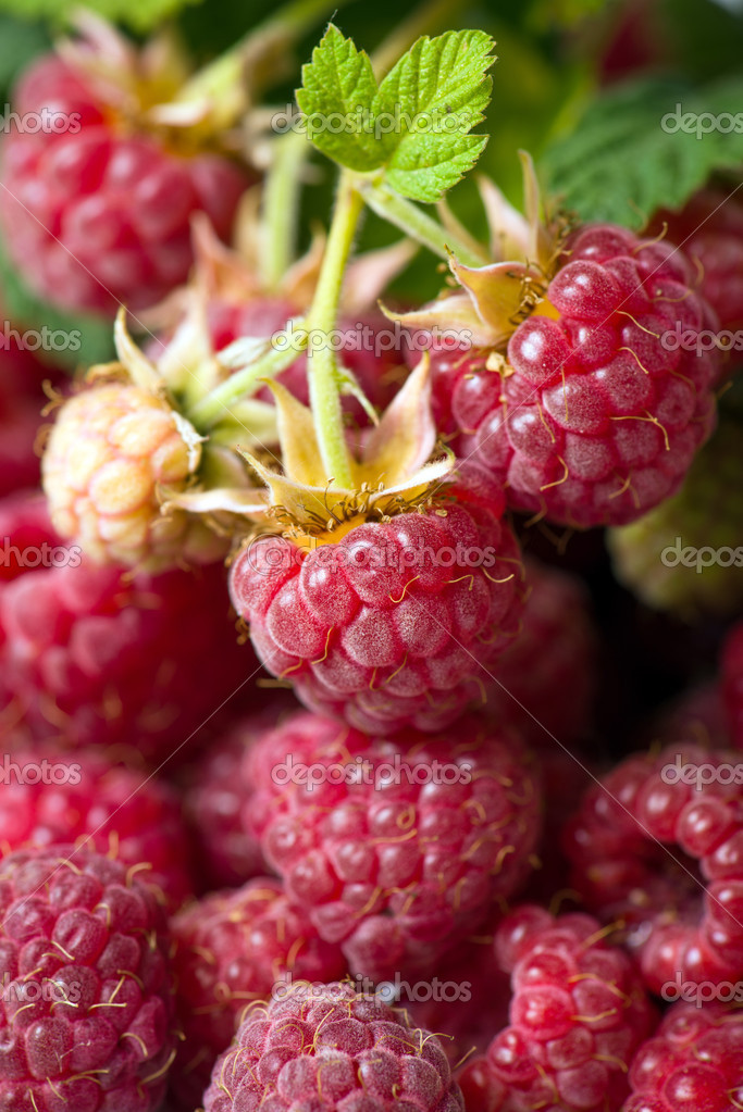 Raspberry background Stock Photo by ©thirteen 29599405