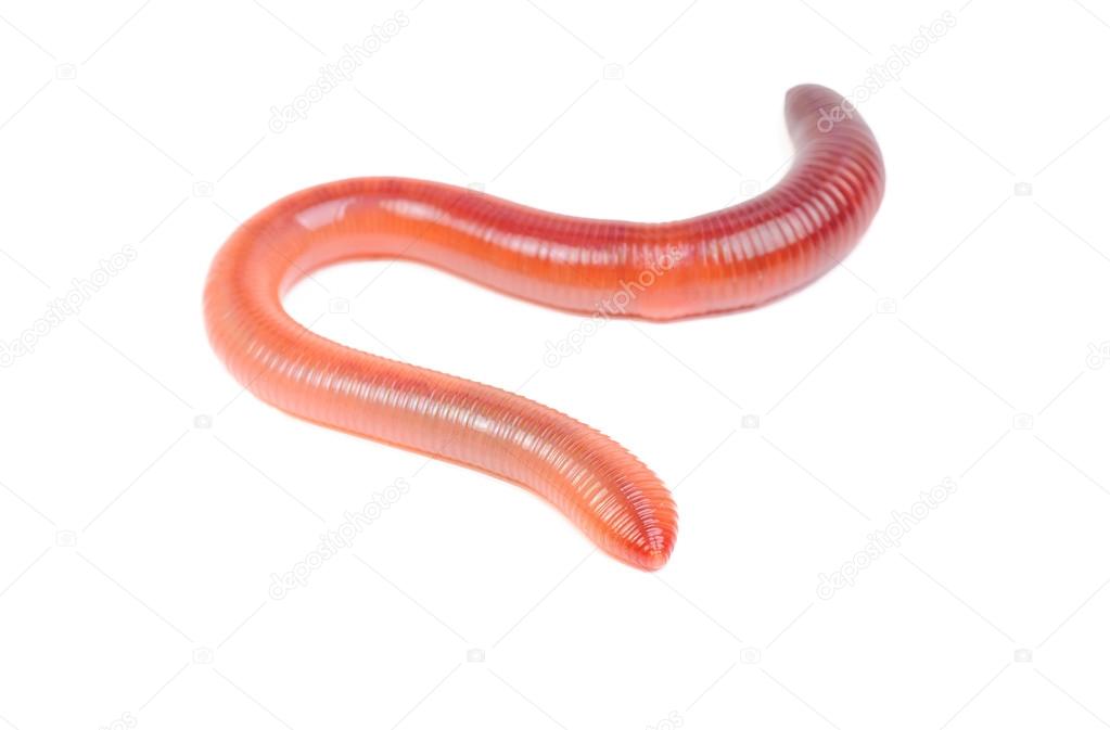 Animal earth worm isolated on white background Stock Photo by ...