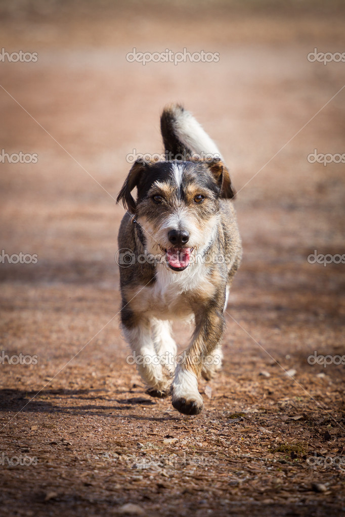 Determined Stock Photo by ©buchsammy 42638475