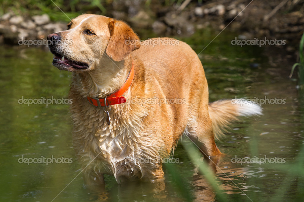 How To Cool Down A Labrador