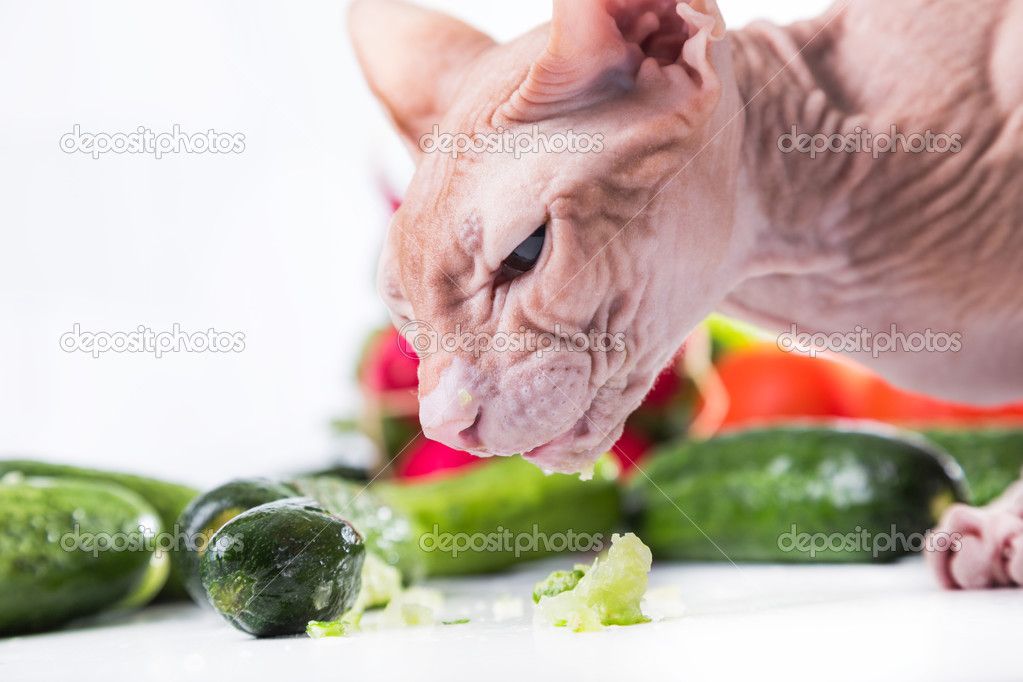 gato esfinge comer fresco pepino 2022