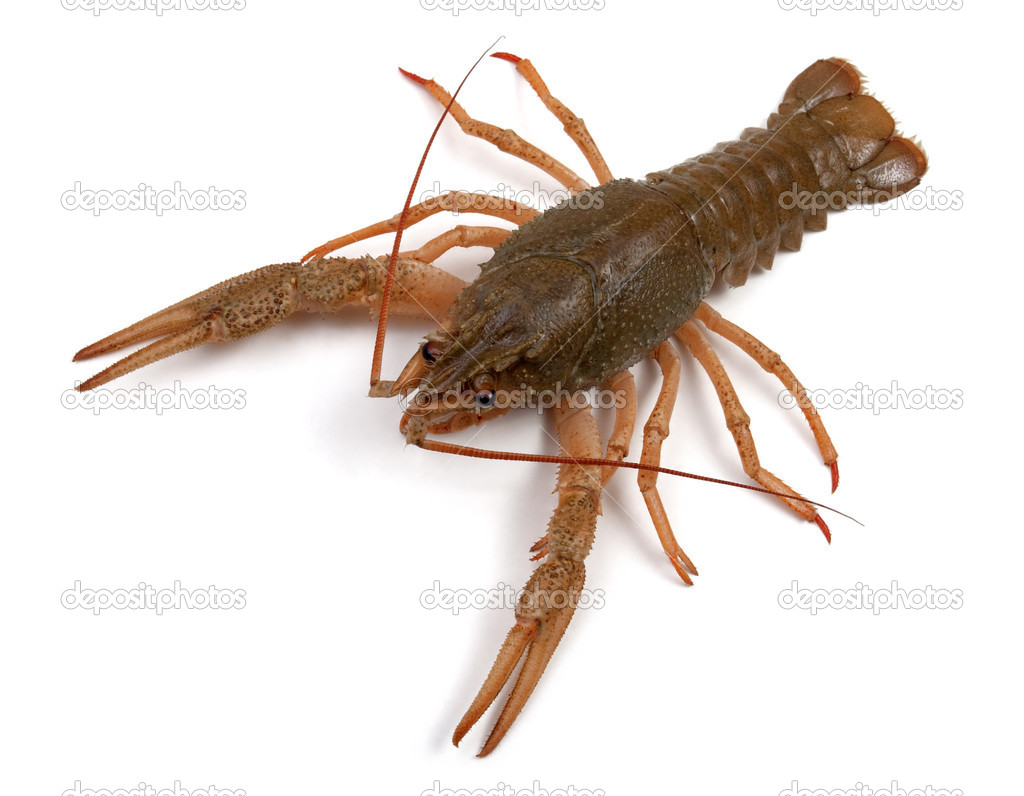 Languste — Rezepte Suchen