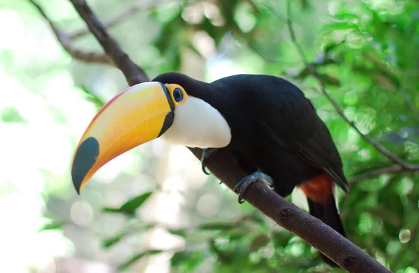 Philippines fauna Stock Photos, Royalty Free Philippines fauna Images ...