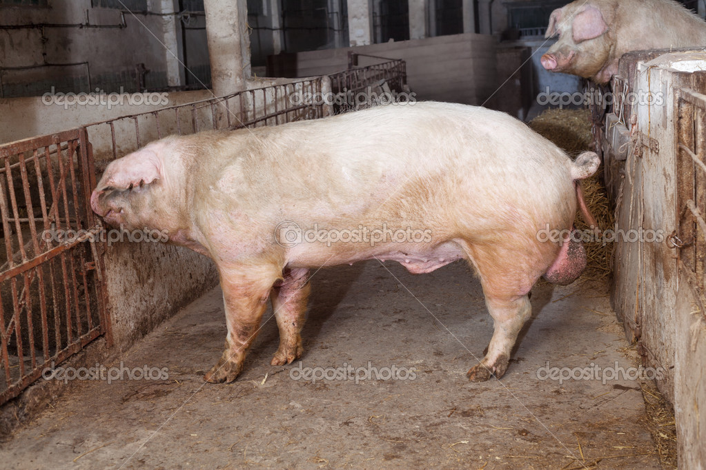 Old boar Stock Photo by ©Stramyk 24143387