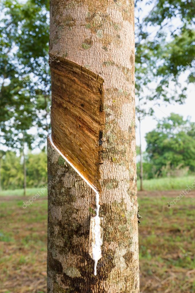 Tapping latex from Rubber tree plantation — Stock Photo © stoonn #18031341