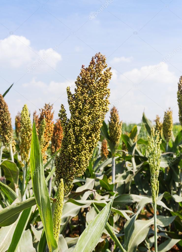 Sorghum field Stock Photo by ©stoonn 26922797