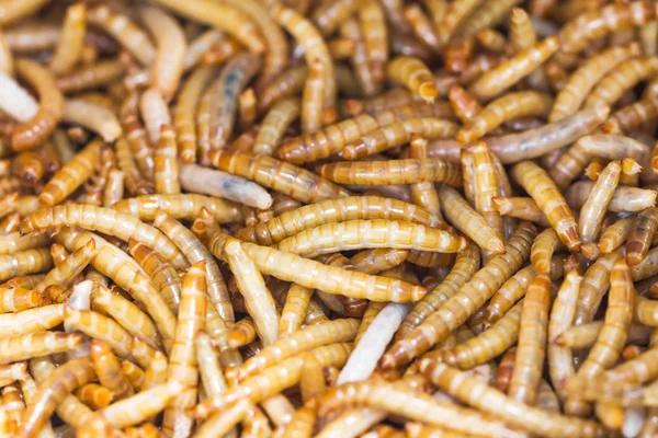 Mealworms Stock Photo by ©sommaill 28556339