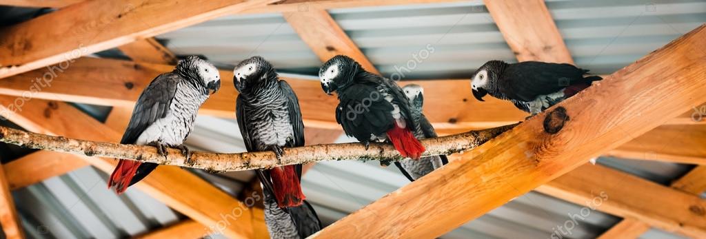 Four birds Stock Photos, Royalty Free Four birds Images | Depositphotos®